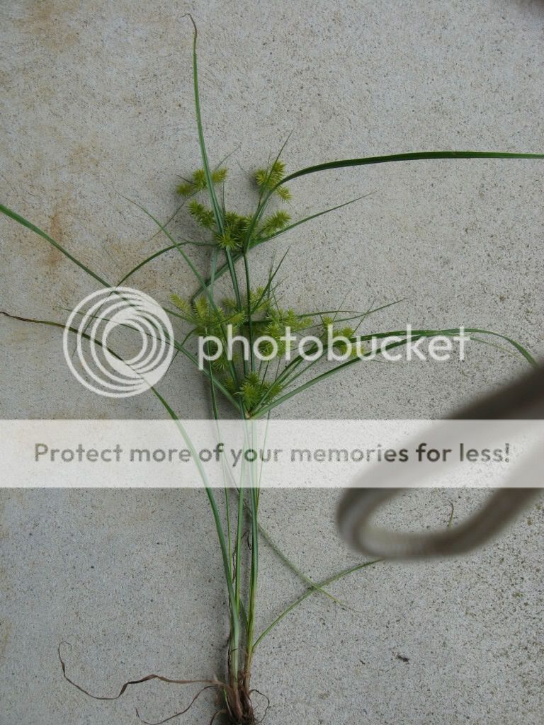 Help wanted - plant ID | The HuntingPA.com Outdoor Community