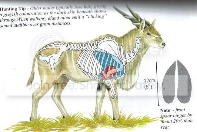 Eland caliber=260 Rem? - 24hourcampfire