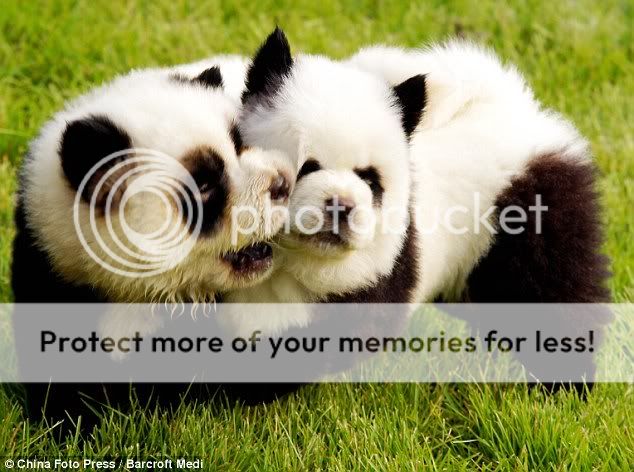 PANDA'ing CHOW - ChowChow.org